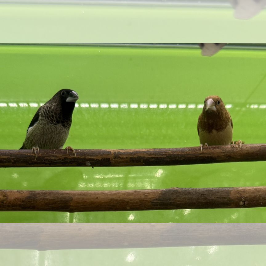 Японские амадины