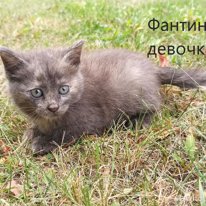 SOS Oтверженные кoтята ищут дoм