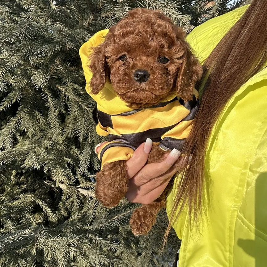 Той-пудель, щенок