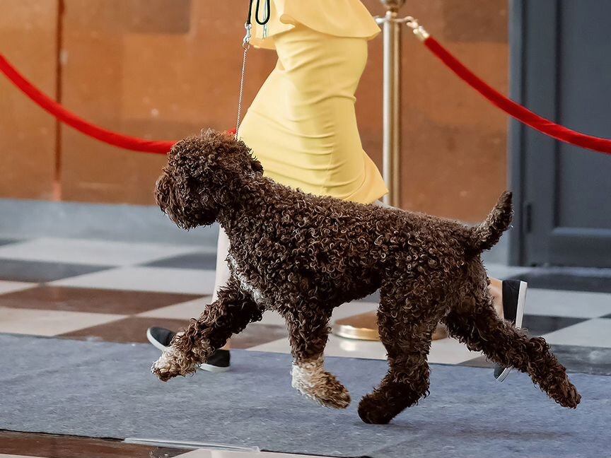 Лаготто-романьоло кобель вязка