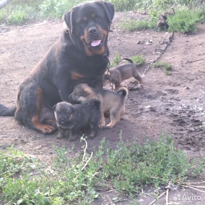 Щенки помесь ротвейлера и овчарки