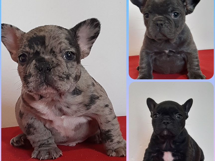 Очаровательные французы(опт.приветствуется)