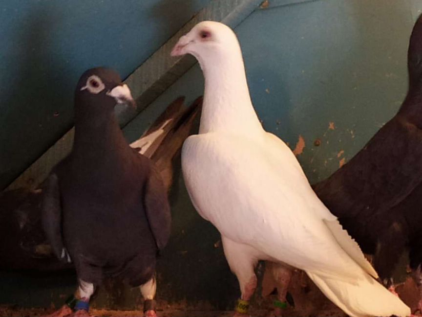 Продажа голубей