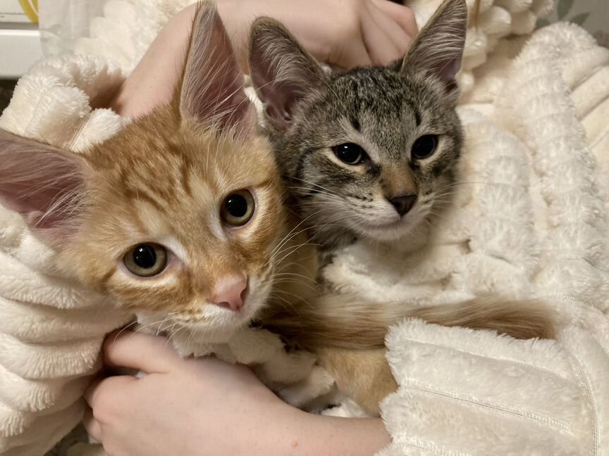 Чудесные котята 3 мес (братья)