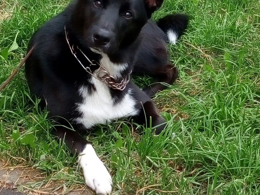 Помогите пристроить собаку