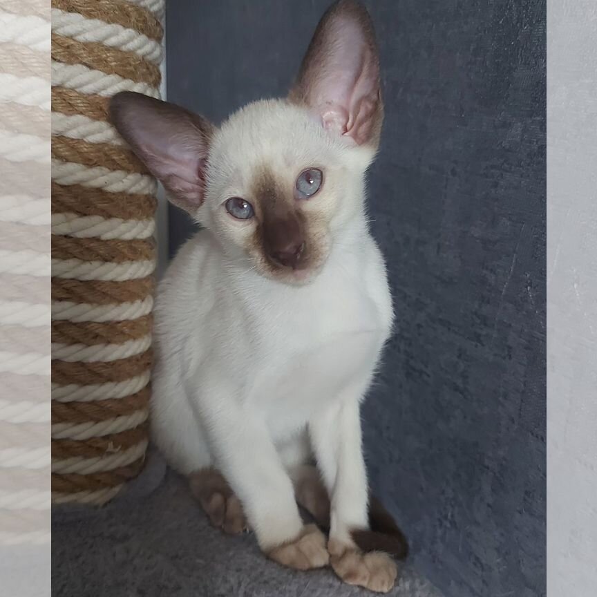 Ориентальный котёнок