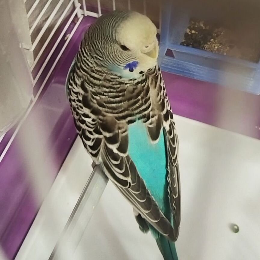 Волнистый попугай самка Бронь