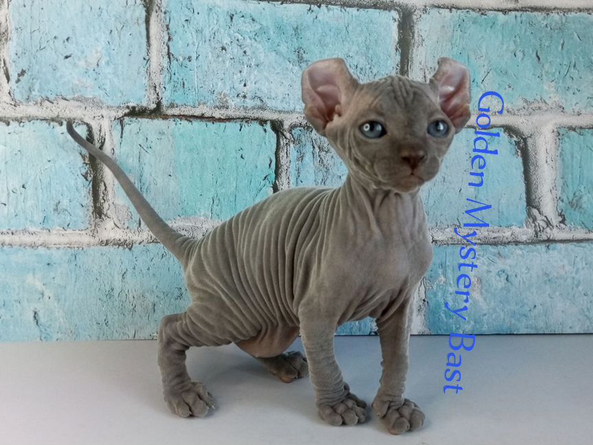 Сфинкс Эльф