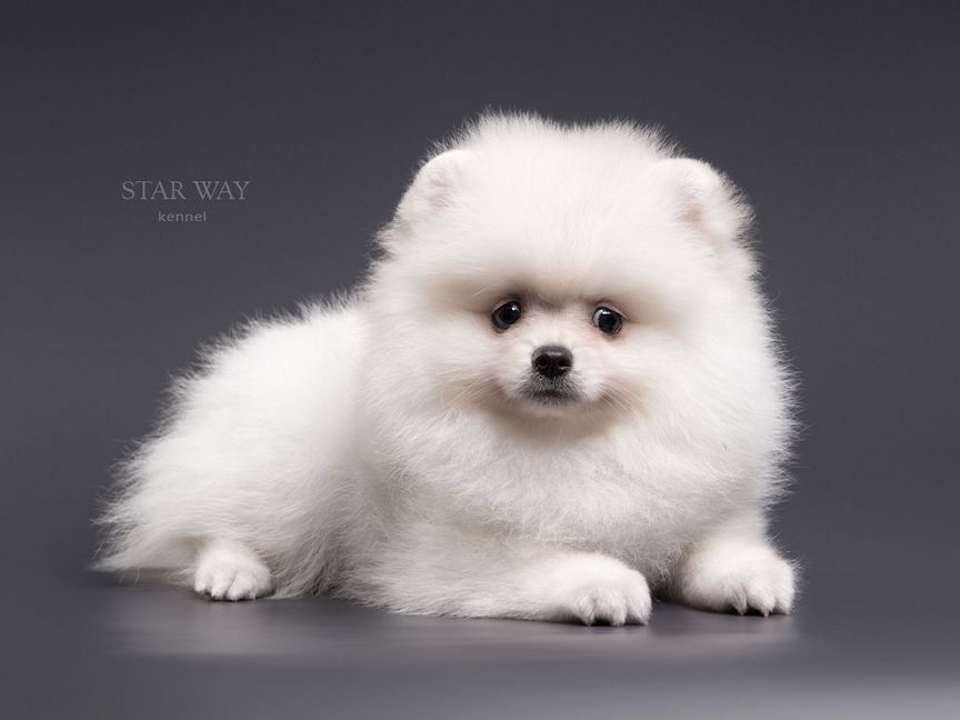 Померанский шпиц