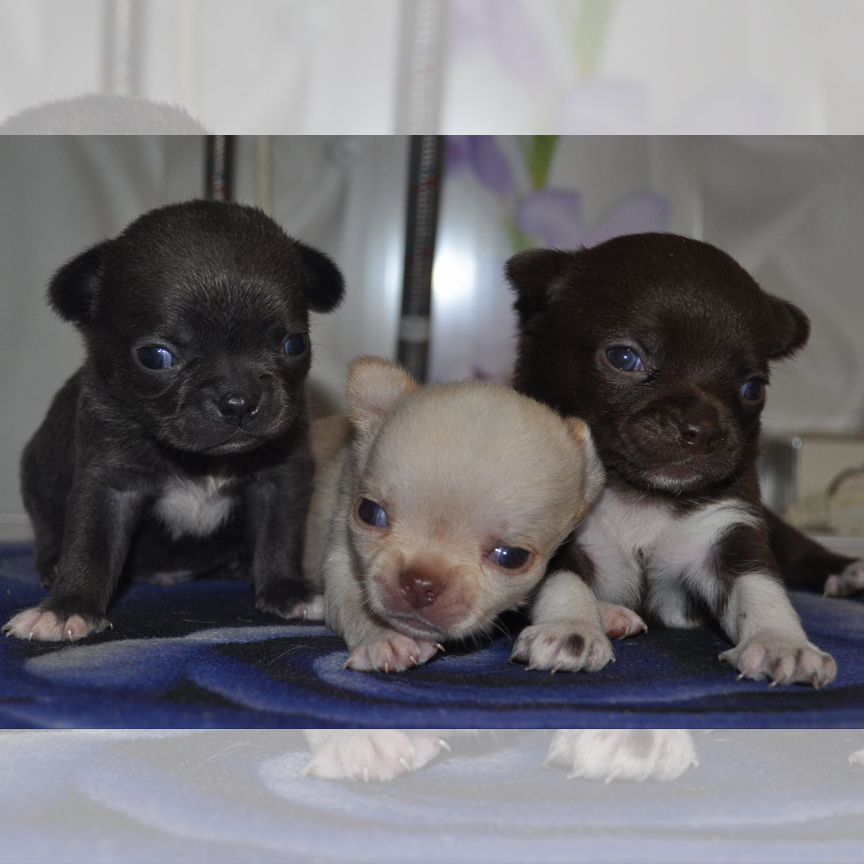 Чихуахуа, щенок