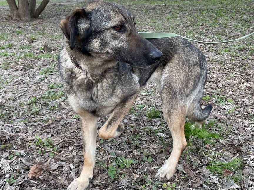 Собака Милли в добрые руки из приюта