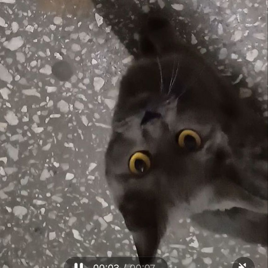 Британский длинношёрстный котёнок