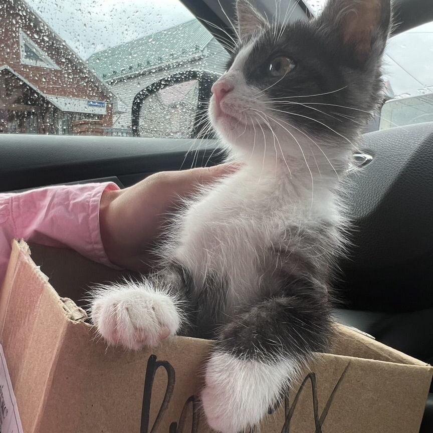 Котята ищут семью
