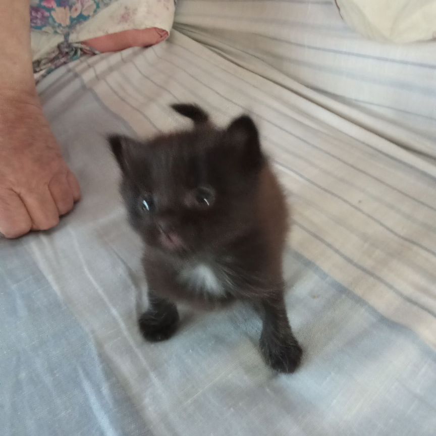 Кошка