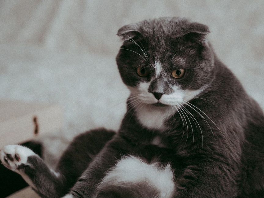 Котик бесплатно