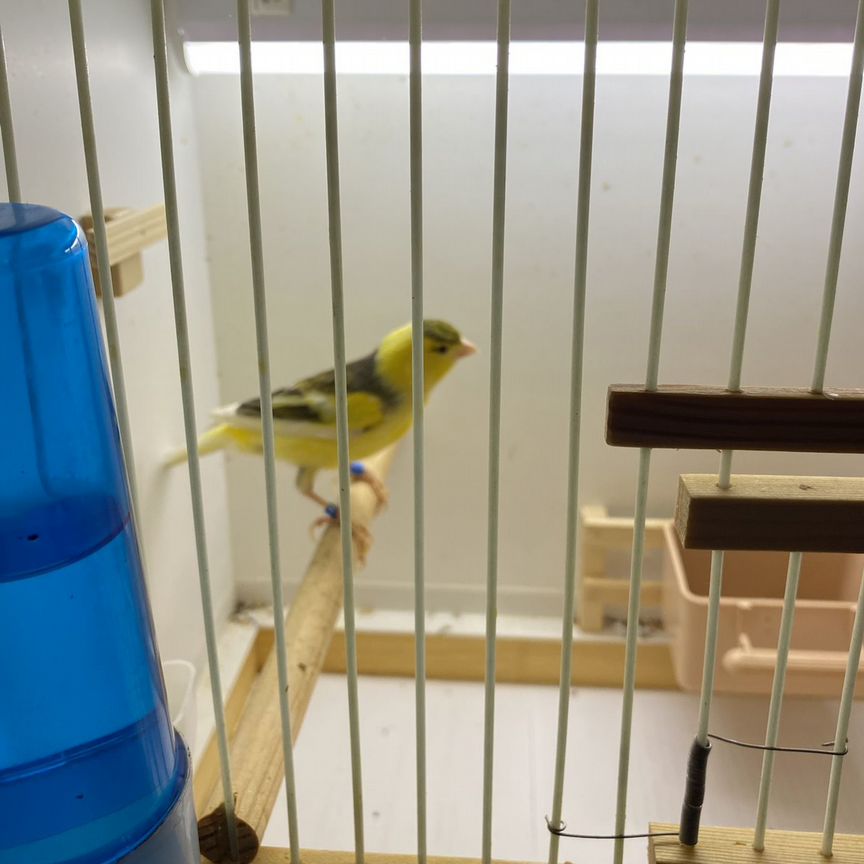 Кенар гарцский роллер