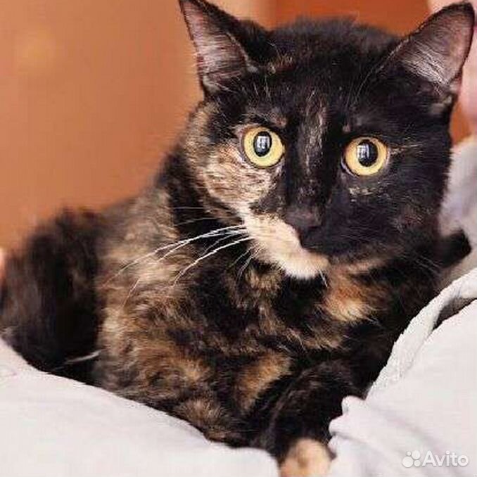 Я уже дома,амои братья кошка,котята,кот ждут вас
