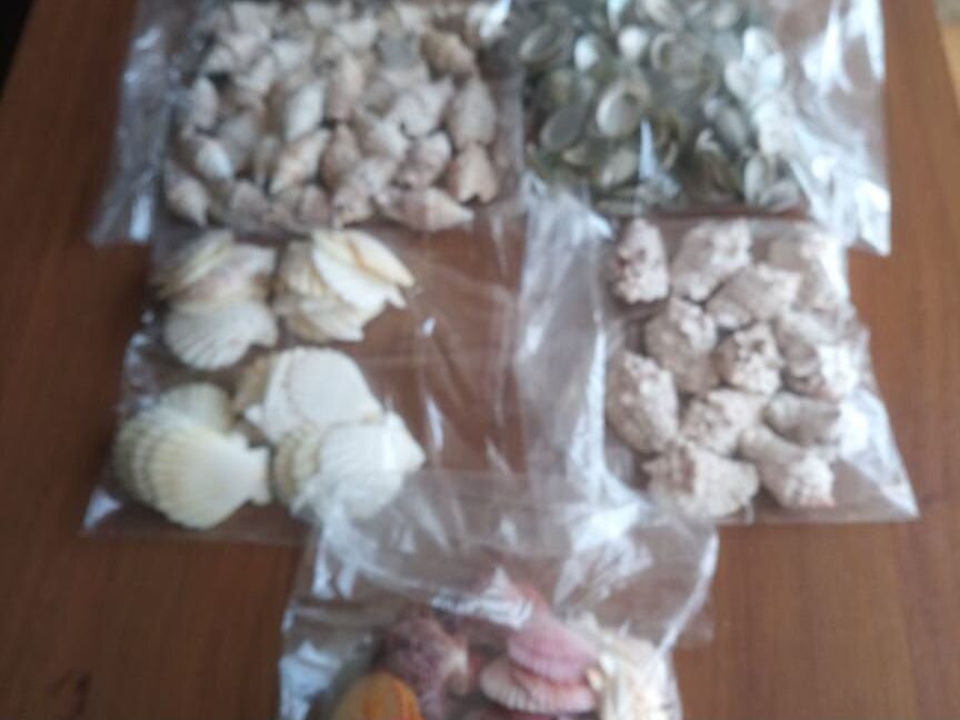 Ракушки океанисеские для дизайна