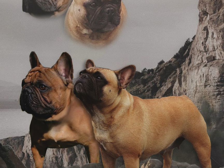 Щенки французского бульдога