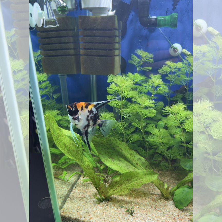 Скалярия самка