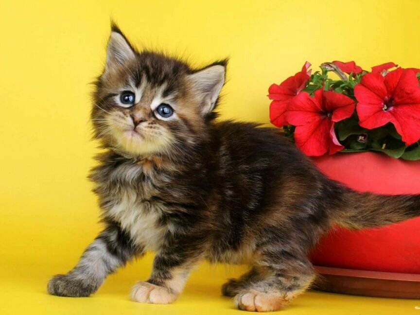 Котята Мейн кун