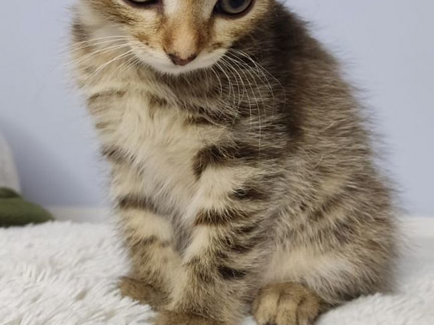 Котя девочка 2 мес