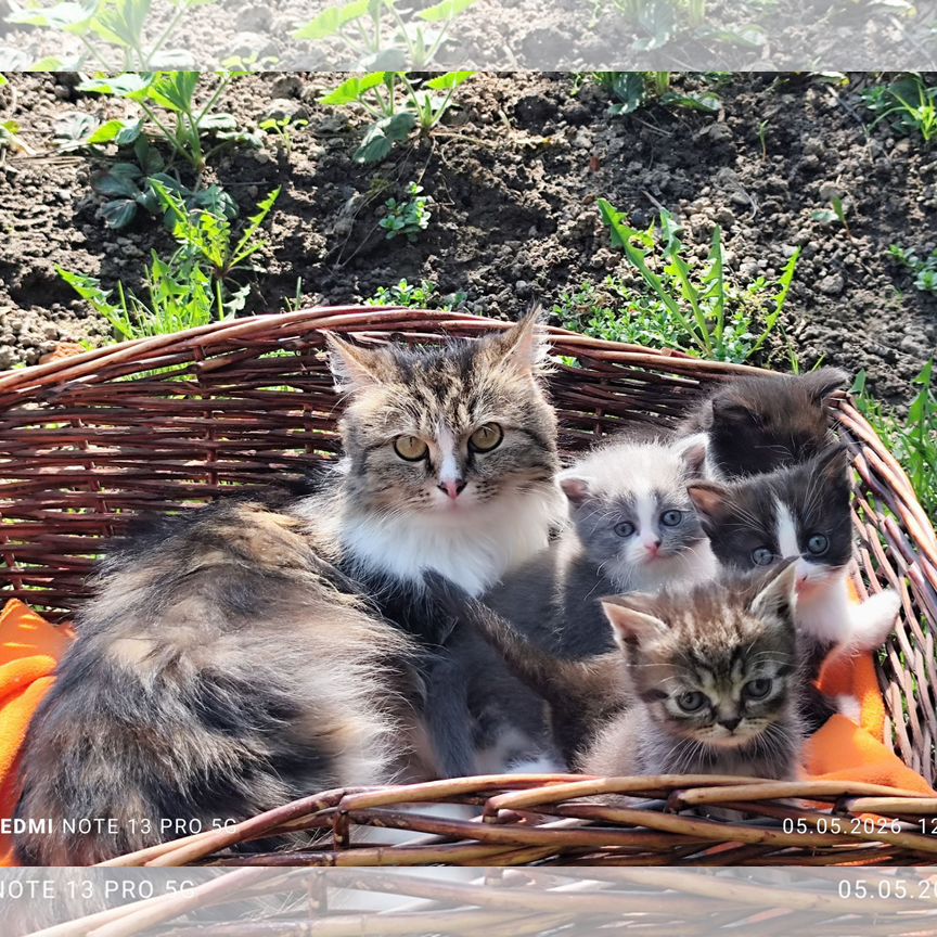 Сибирский котёнок