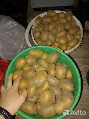 Семенной картофель купить в Костроме | Товары для дома и дачи | Авито