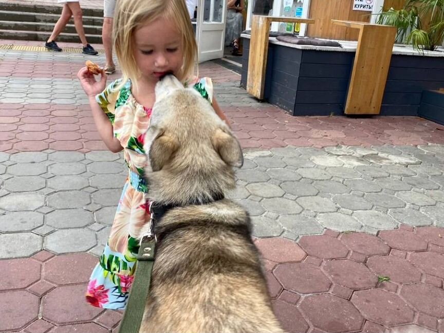 Миниатюрный Рон ищет семью в добрые руки