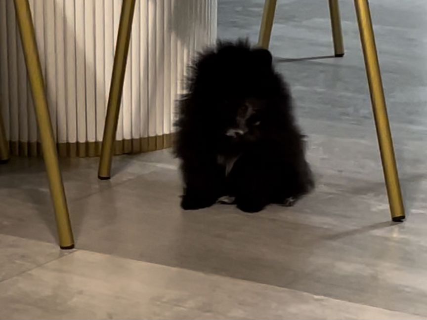 Померанский шпиц