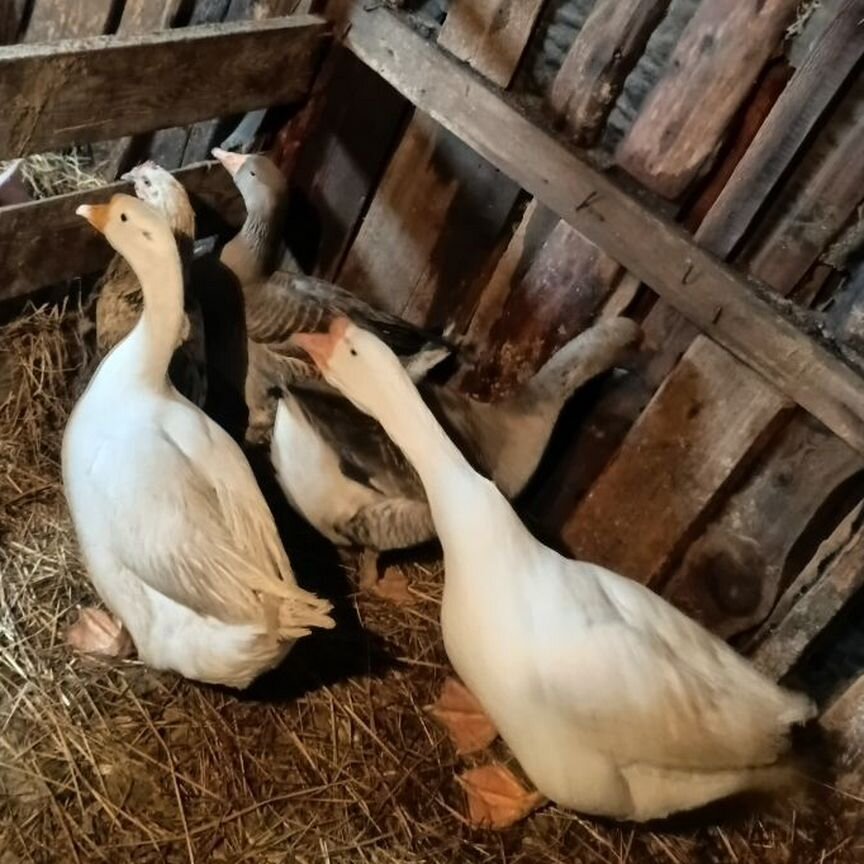 Гуси порода линда