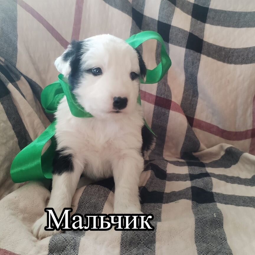 Домашние животные собаки щенки бесплатно