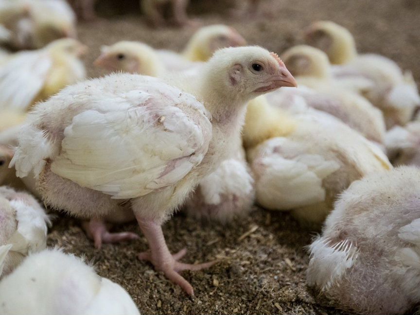 Цыплята бройлера "Росс-308" привоз 20 апреля