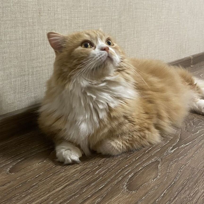 Шотландский вислоухий длинношёрстный, взрослый кот