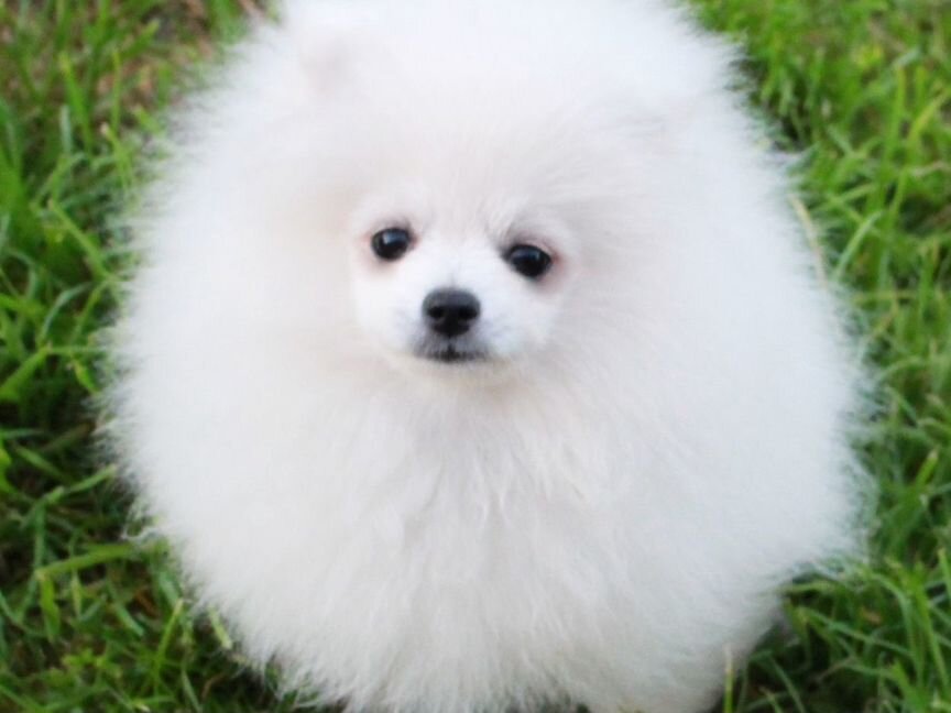 Белый медвежонок