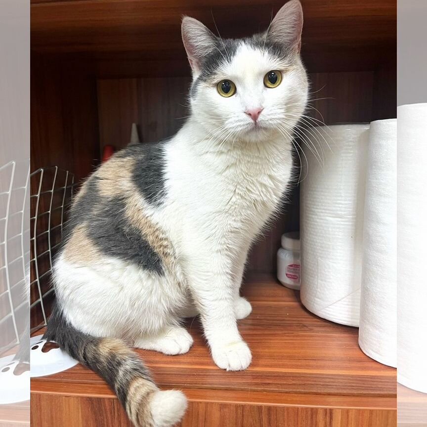 Идеальная кошечка Ляля ищет дом