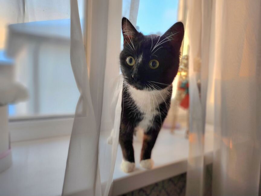 Котёнок Бусинка