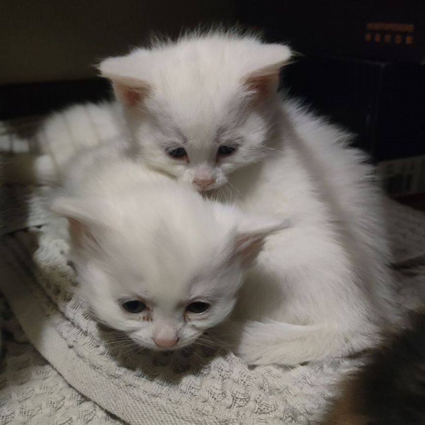 Котёнок от частного владельца