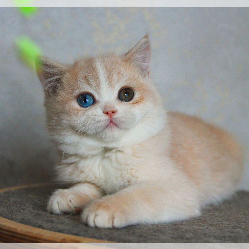 Британский короткошёрстный котёнок