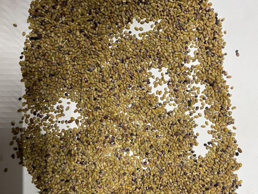 Люцерна семена