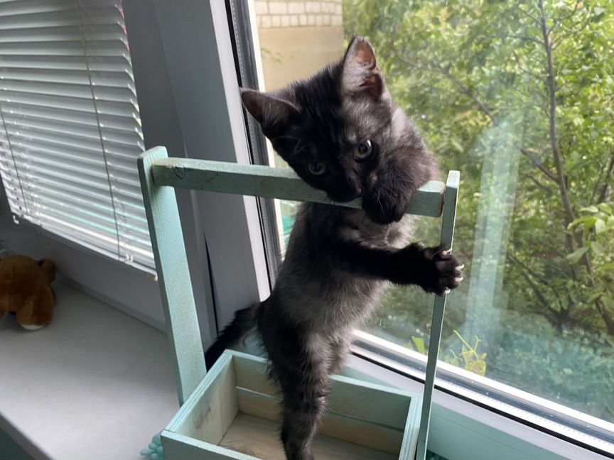 Котенок шилопопик в ответсвенные руки