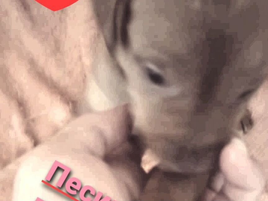 Мелкие собачки