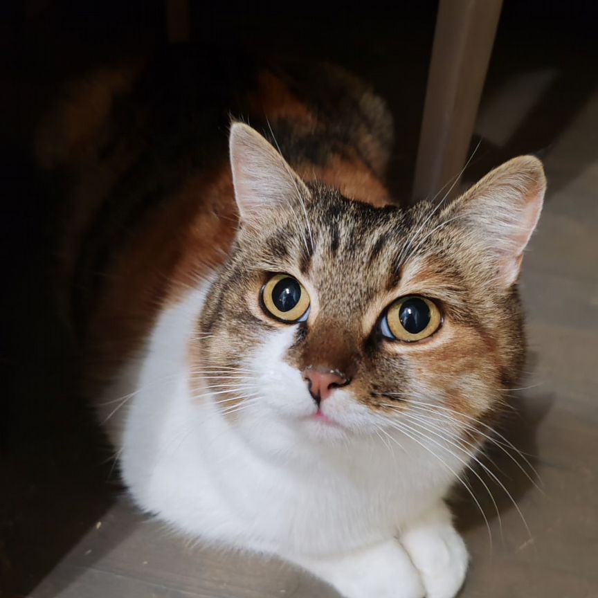 Трехцветная кошка Стрелочка в добрые руки