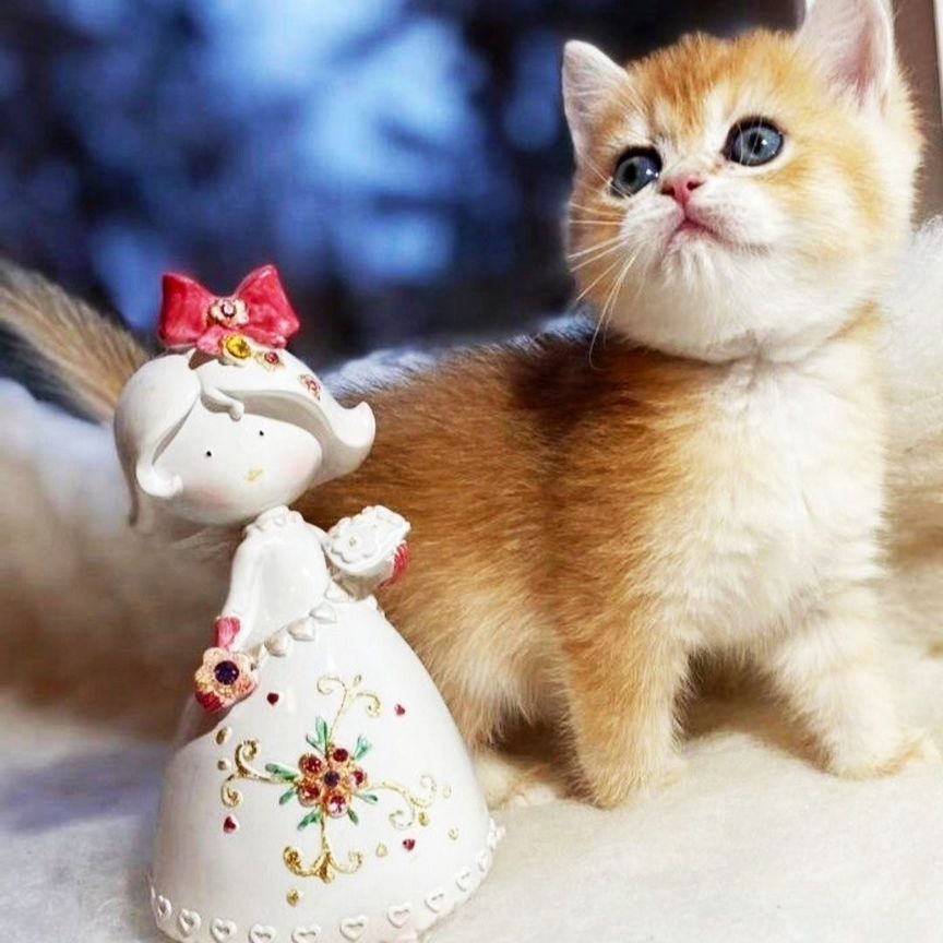 Британские золотые котята