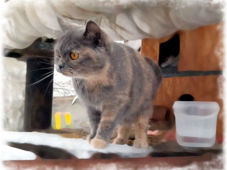 Красивая кошечка с огнеными глазами помесь Британа