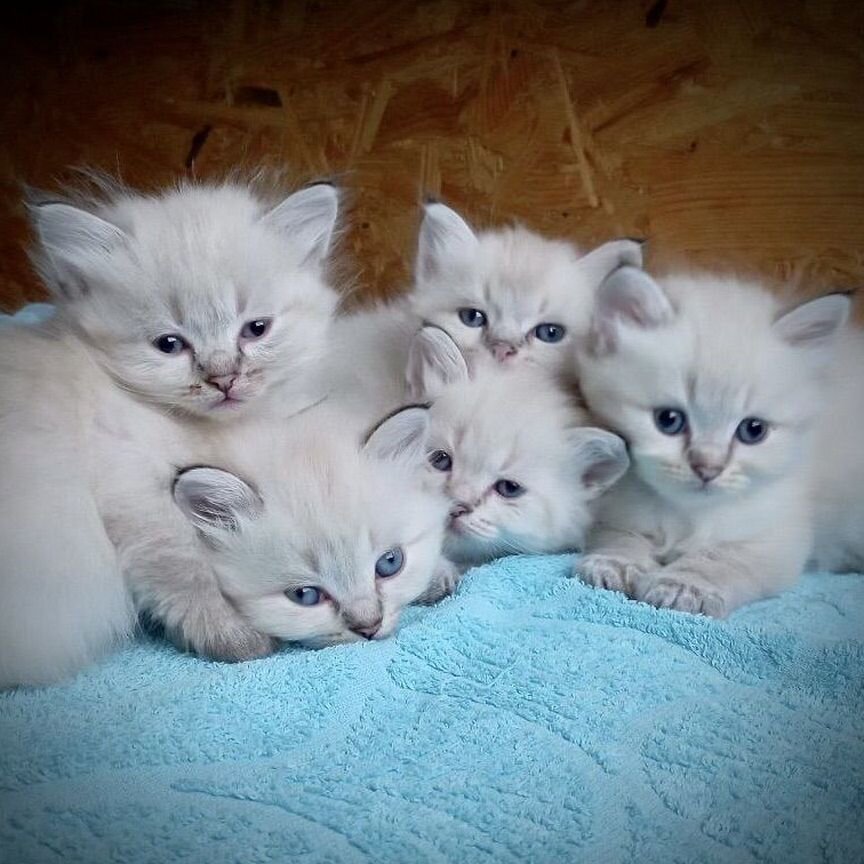 Невский маскарадный котёнок