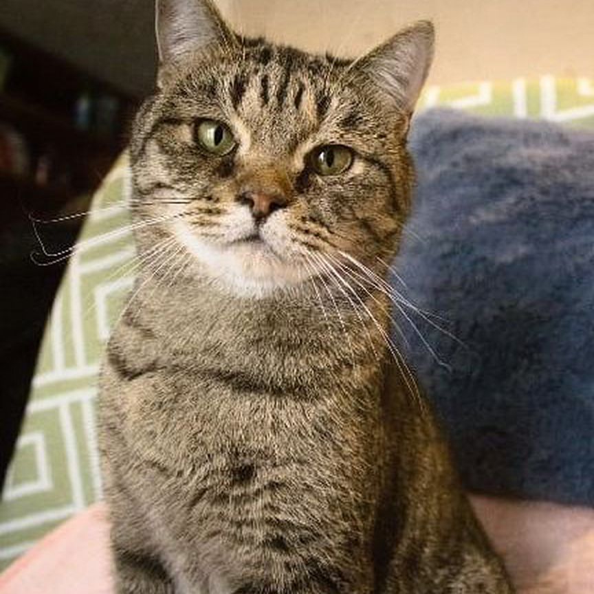 Кот 4 года полосатый