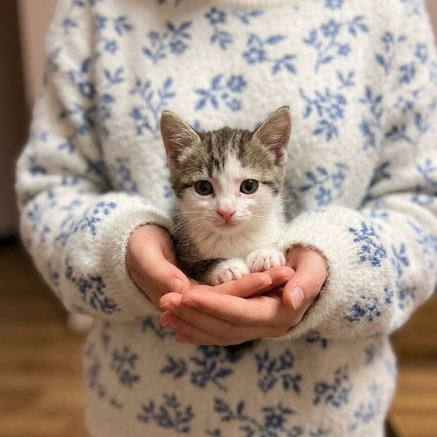 Котёнок в добрые руки