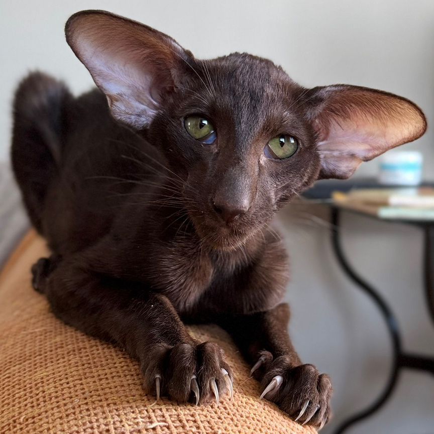 Ориентальный котёнок