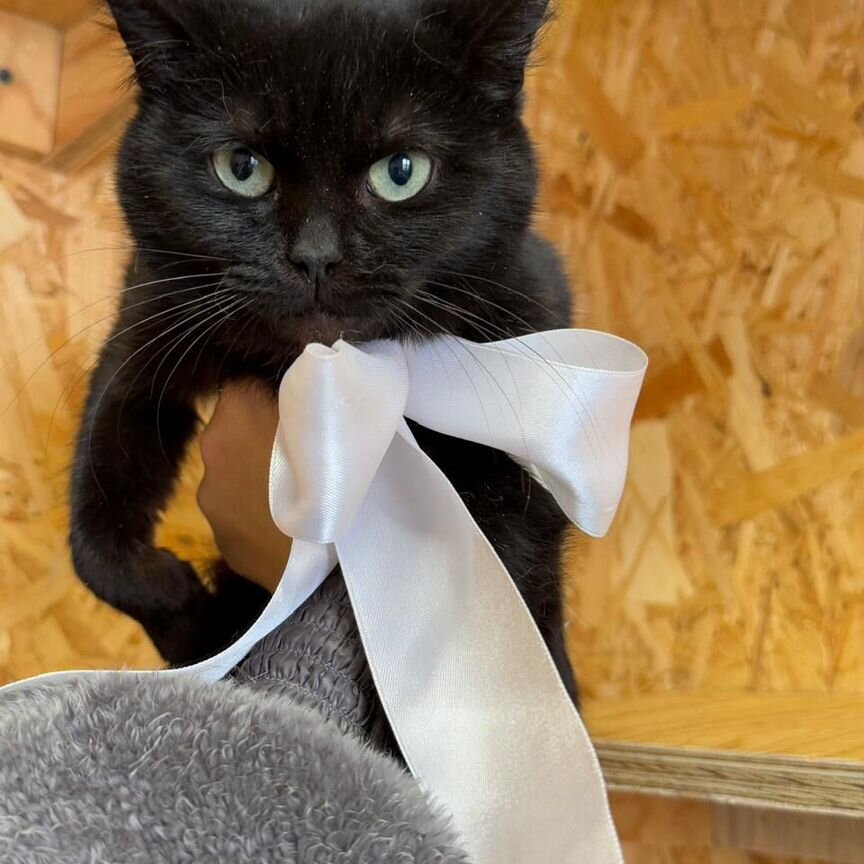 Благородная черная кошка ищет семью